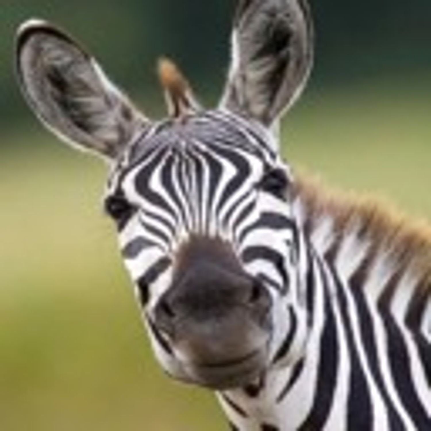 Call of Duty Black Ops | Zombies - Sheet music for Piano